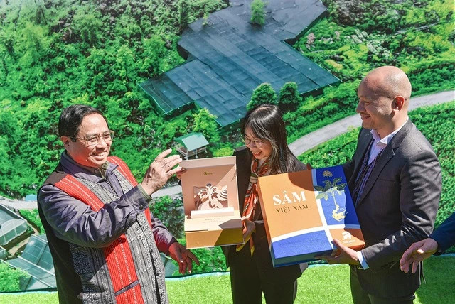 Sâm Việt giữa muôn vàn khó khăn: Học người Hàn để phát triển sâm Việt Nam | Báo Gia Lai điện tử