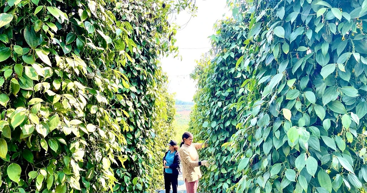 Xã Kon Gang hướng tới mục tiêu phát triển trung bình khá | Báo Gia Lai ...
