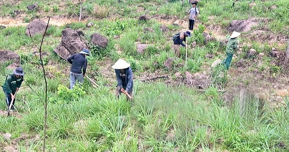 Gỡ khó cho doanh nghiệp trồng rừng