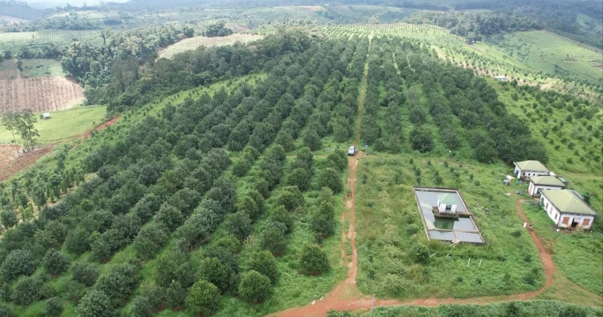 Đắk Nông có 46 mã vùng trồng xuất khẩu | Báo Gia Lai điện tử