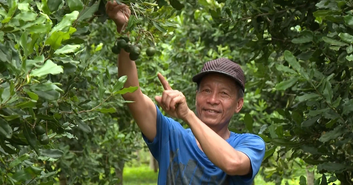 Cây mắc ca bén rễ trên đất Vĩnh Sơn - hướng đi mới cho nông dân | Báo Gia Lai điện tử