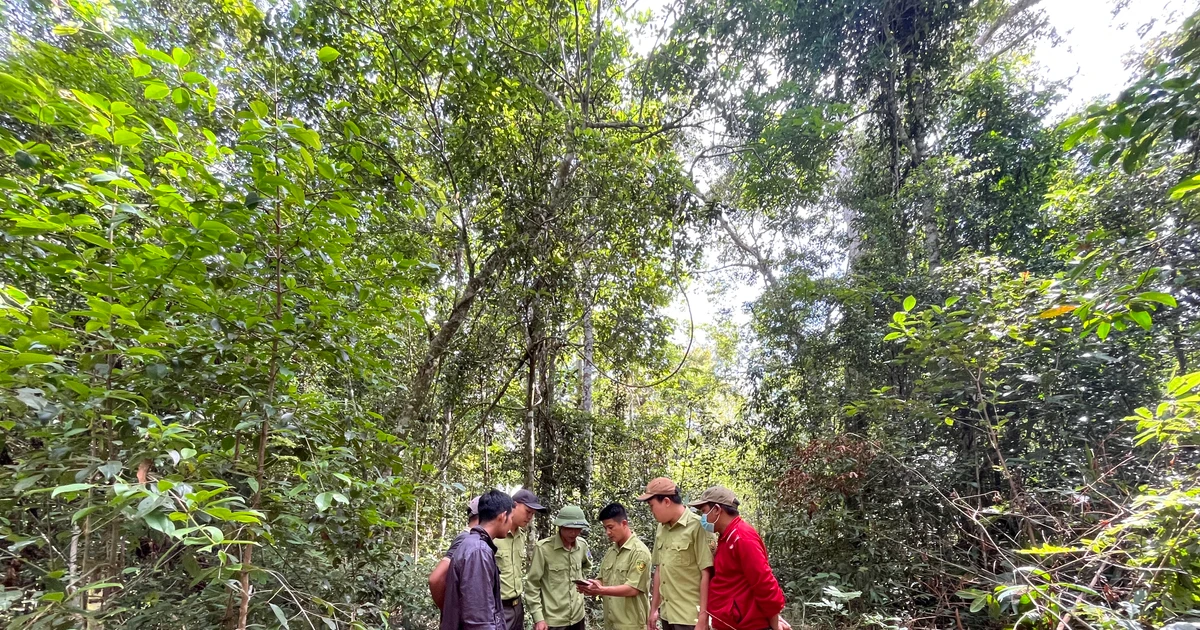 Gia Lai tuyển 69 viên chức làm việc tại các ban quản lý rừng | Báo Gia ...