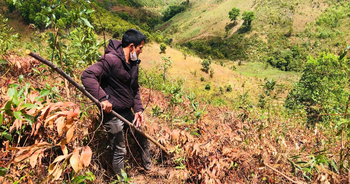 Đak Đoa: Khẩn trương điều tra vụ phá hoại vườn keo ở xã Hải Yang | Báo ...