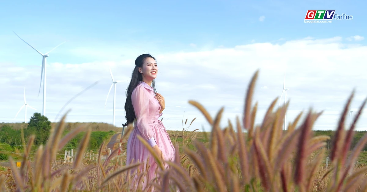 Mê mẩn cánh đồng điện gió Ia Pết | Báo Gia Lai điện tử