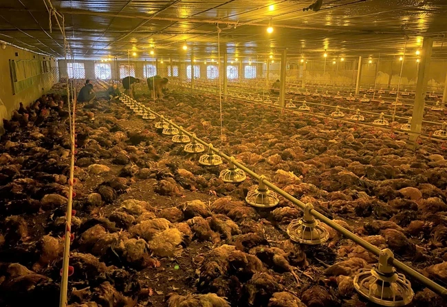 9.000 con gà chết ngạt do mất điện trong mưa lớn | Báo Gia Lai điện tử