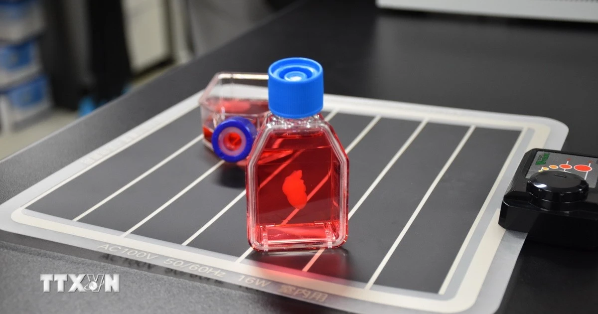 Nhật Bản giới thiệu mô hình 'trái tim sống' đầu tiên trên thế giới ...