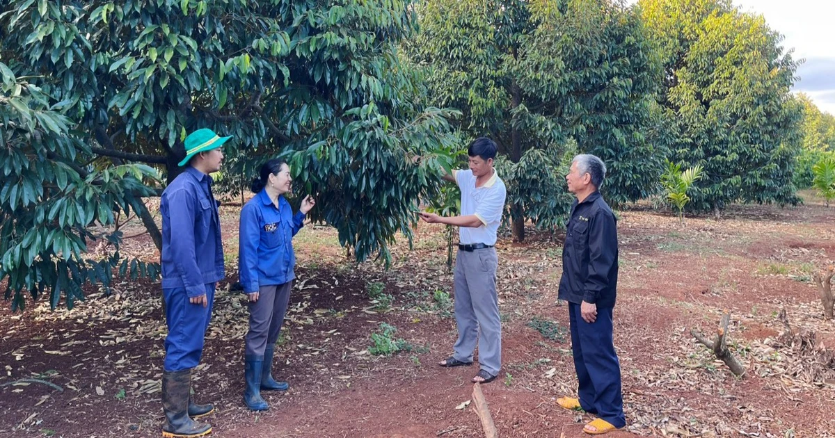 Hợp tác xã Minh Phát Farms: Liên kết sản xuất, chế biến và tiêu thụ sản phẩm | Báo Gia Lai điện tử