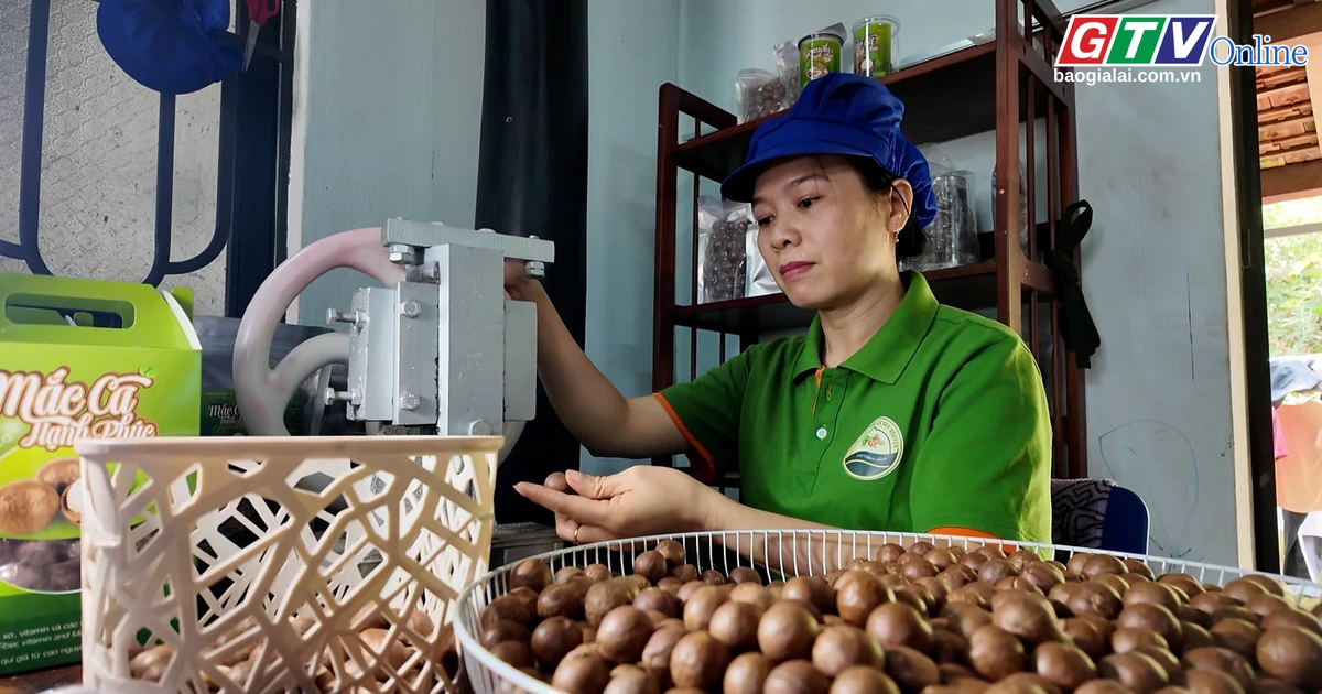 Phát triển quyền sở hữu trí tuệ nhãn hiệu chứng nhận Mắc ca Kbang và heo Broong Đức Cơ | Báo Gia ...