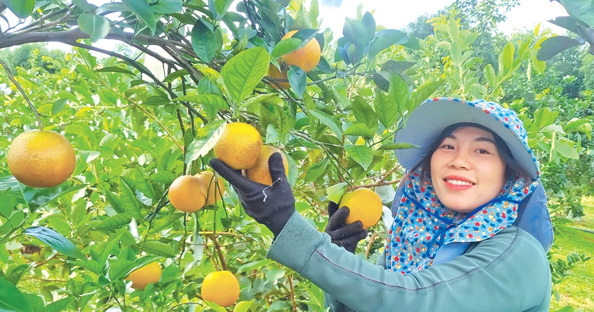 “Định vị” nông sản đặc trưng của địa phương | Báo Gia Lai điện tử
