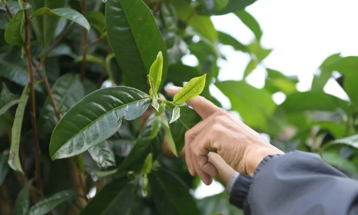 20 triệu đồng/kg, chè thu hoạch từ cây cổ thụ có gì đặc biệt? | Báo Gia ...