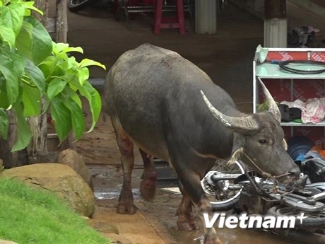 Bình Phước: 'Trâu điên' húc bị thương 5 người, phá hỏng nhiều tài sản ...