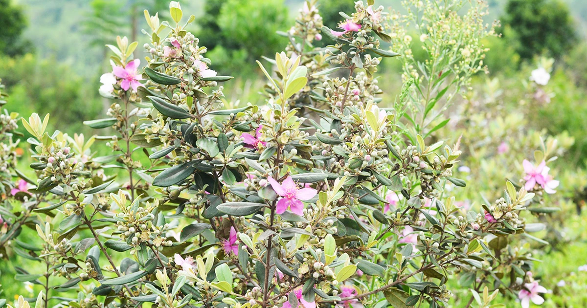 Mùa sim chín trên đồi | Báo Gia Lai điện tử