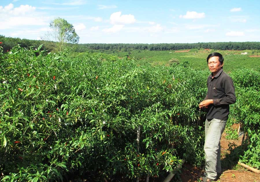 Những tỷ phú nông dân Gia Lai | Báo Gia Lai điện tử