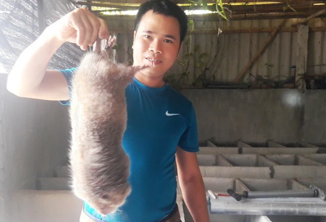 Chàng trai 9X thu nửa tỷ đồng mỗi năm nhờ nuôi dúi | Báo Gia Lai điện tử