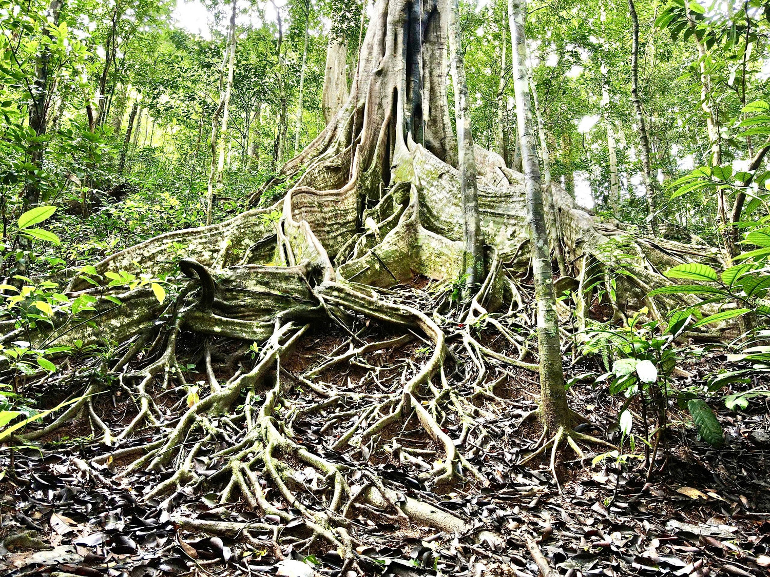 Reconnaissance de 6 banians du parc national de Kon Ka Kinh comme ...