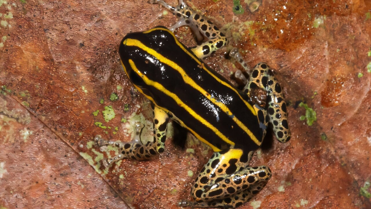 Công bố phát hiện loài ếch độc tí hon mới tại rừng Amazon | Báo Gia Lai ...