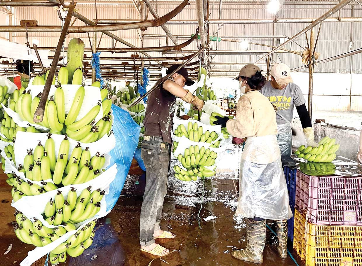 Zemědělský export: Očekávání průlomu díky výhodám surovinových oblastí.