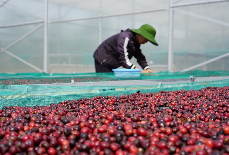Les prix du café local sont tombés en dessous de 100 000 VND/kg.